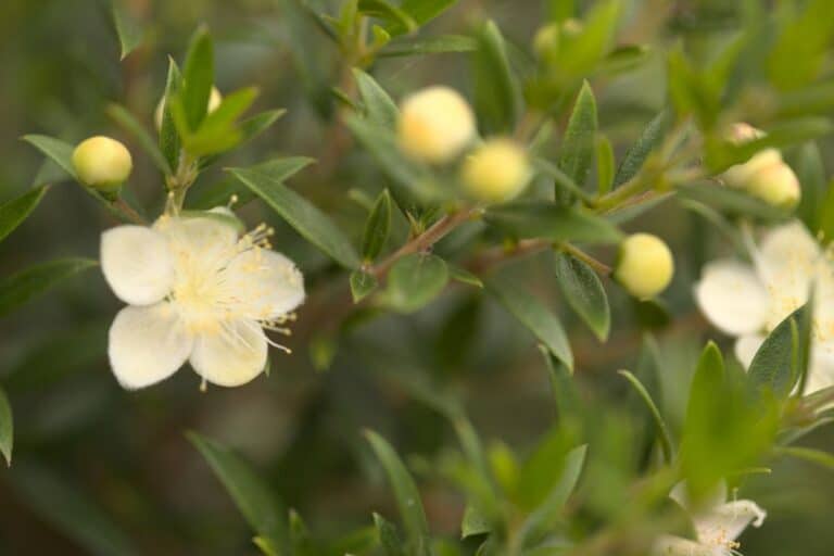 Myrtle Flower Meaning and Symbolism That Might Surprise You! | Florgeous Myrtle Flower Meaning and Symbolism That Might Surprise You! | Florgeous