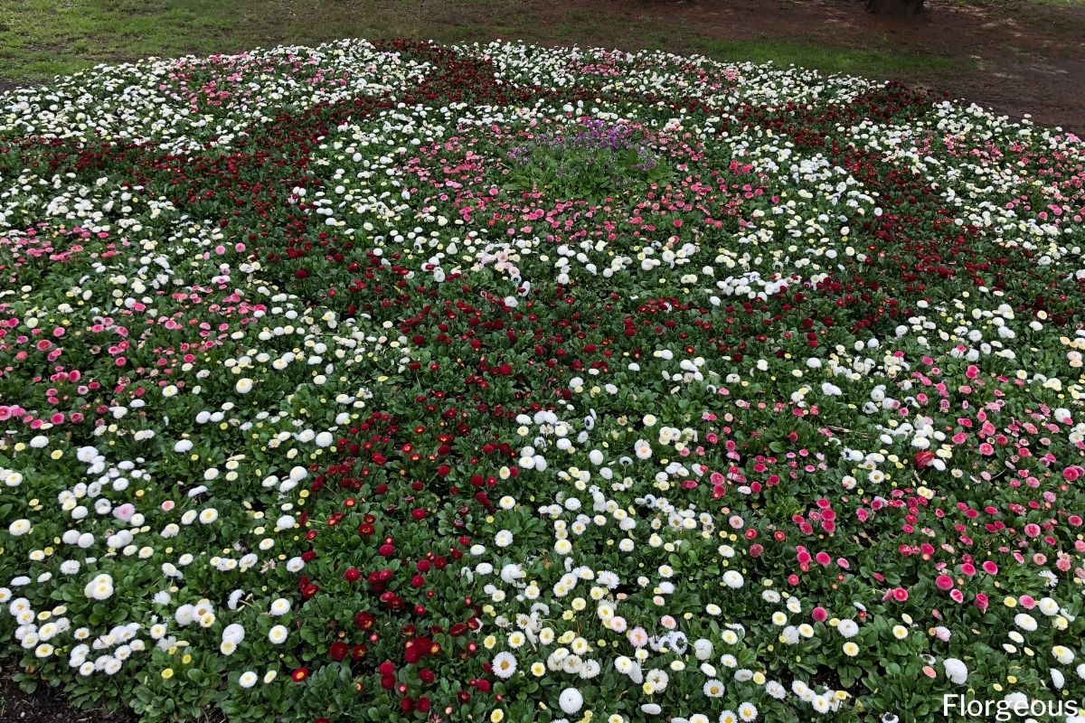 11 Beautiful Tiny Flowers That Will Make A Difference in Your Garden ...