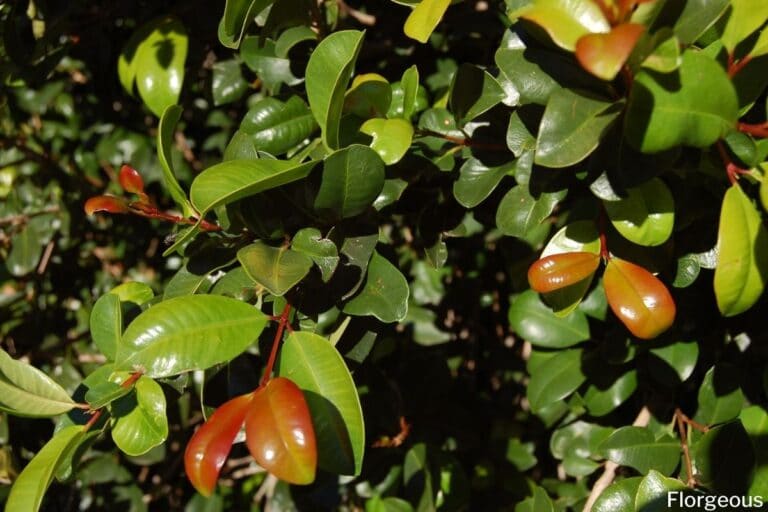 How To Grow the Eugenia Plant (Syzygium paniculatum) | Florgeous