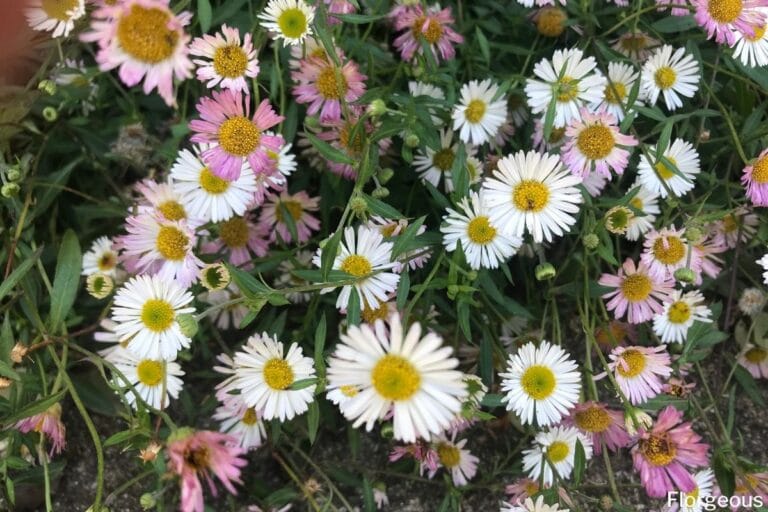 11 Beautiful Tiny Flowers That Will Make A Difference in Your Garden ...