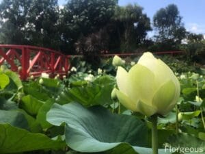 Lotus Flower Meaning and Symbolism - What You Need to Know | Florgeous