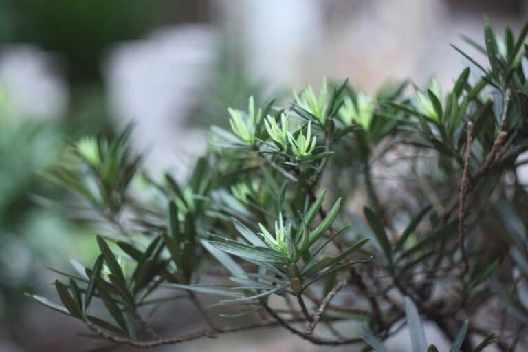 How To Grow and Care for Podocarpus Macrophyllus (Yew Plum Pine ...