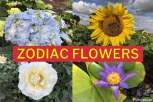 Zodiac Flowers and Plants for Any Astrological Sign | Florgeous