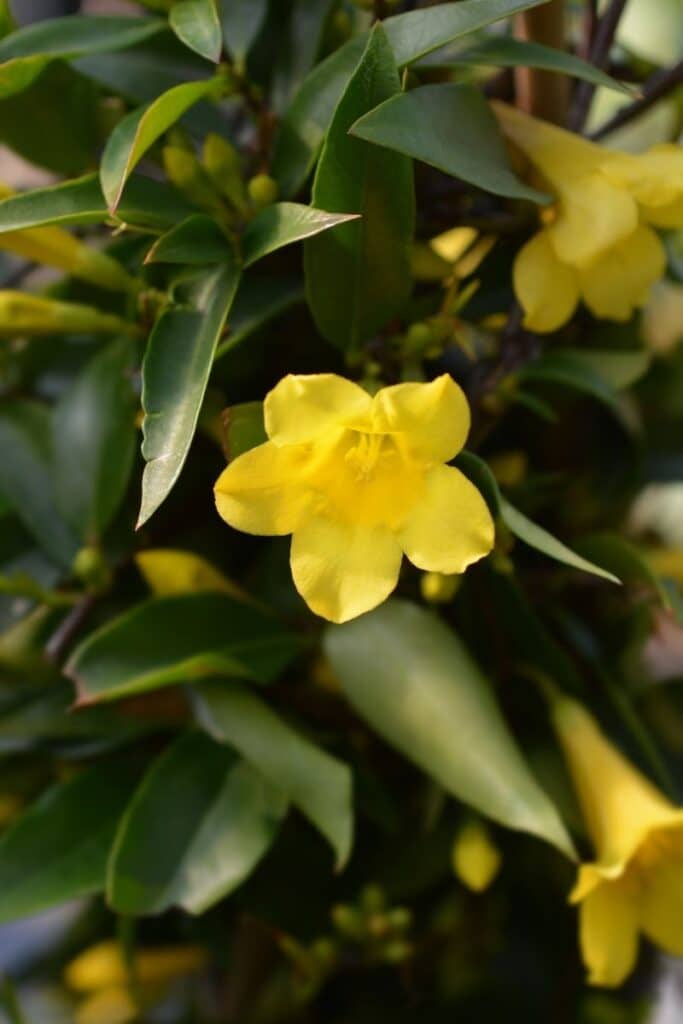 How To Grow and Care for Carolina Jasmine Vines (Gelsemium sempervirens ...