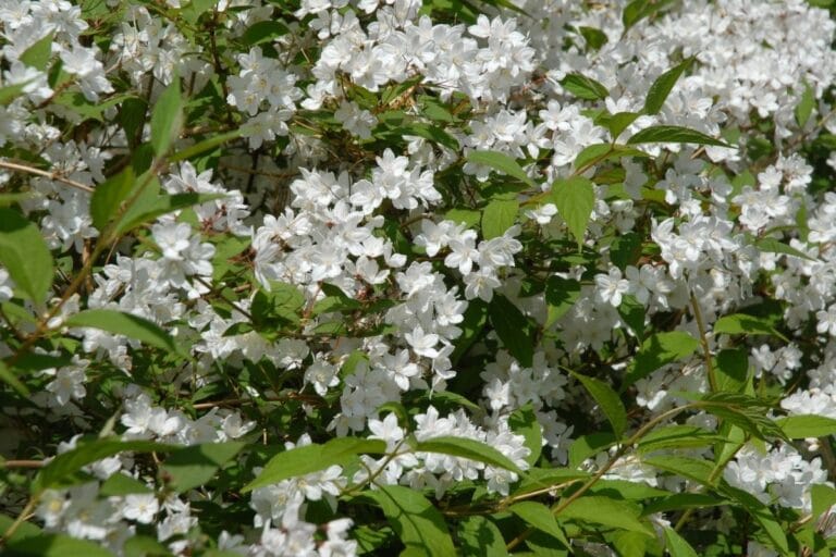 How To Grow and Care for Deutzia Shrub (Deutzia spp.) | Florgeous