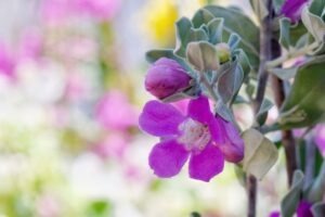 How To Grow and Care For Texas Sage (Leucophyllum frutescens) | Florgeous