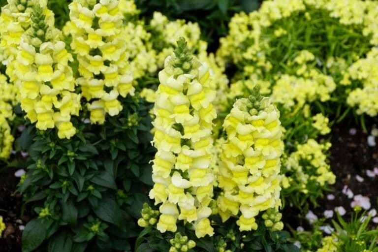 How to Grow and Care for Snapdragon Flowers | Florgeous