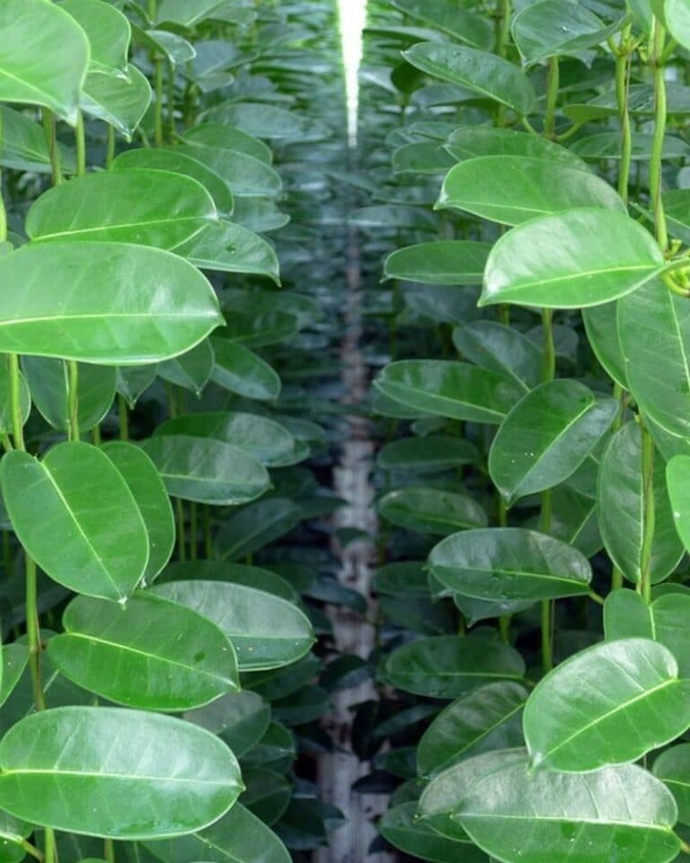 How To Grow and Care for Madagascar Jasmine (Stephanotis floribunda ...