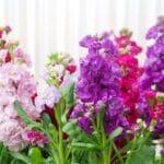 Language of Flowers: Insightful Meanings and Symbolism You Must Know ...