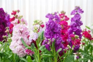 Hoary Stock Flower Meaning and Surprising Symbolism | Florgeous