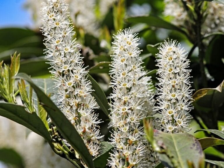 How To Grow and Care for Cherry Laurel (Prunus laurocerasus) | Florgeous