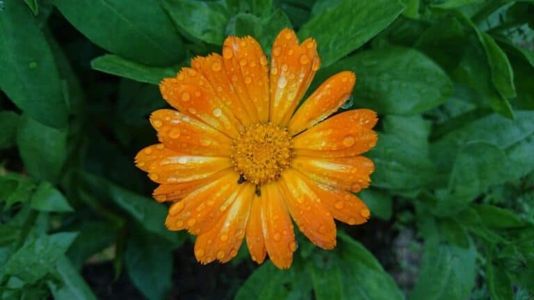 How to Grow and Care for Calendula (Pot Marigold) | Florgeous