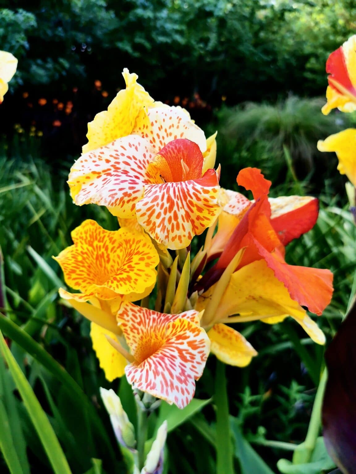 Canna Lily Flower: Types, How to Plant, Grow and Care | Florgeous