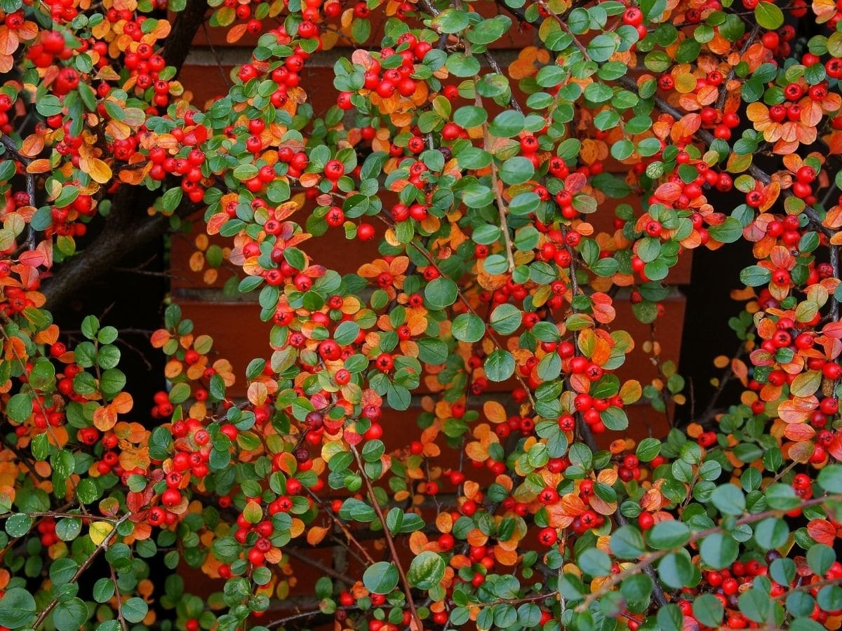 How To Grow and Care for Cotoneaster Plant (Cotoneaster spp.) | Florgeous