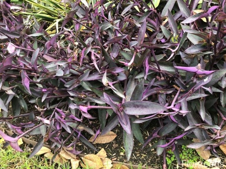 Purple Heart Plant (Tradescantia Pallida): Grow and Care Tips | Florgeous