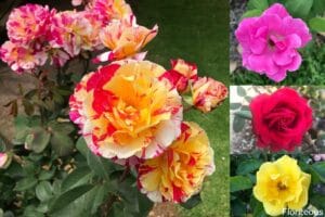 Roses Meaning and Symbolism of Different Colors | Florgeous