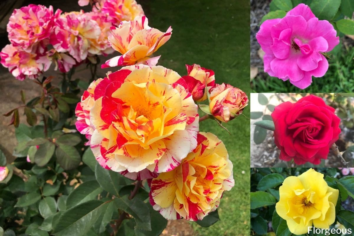 What Do Roses Mean And Symbolize For Each Color Florgeous