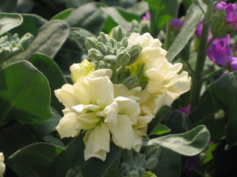 How to Grow and Care for Matthiola Incana (Stock Flower) | Florgeous