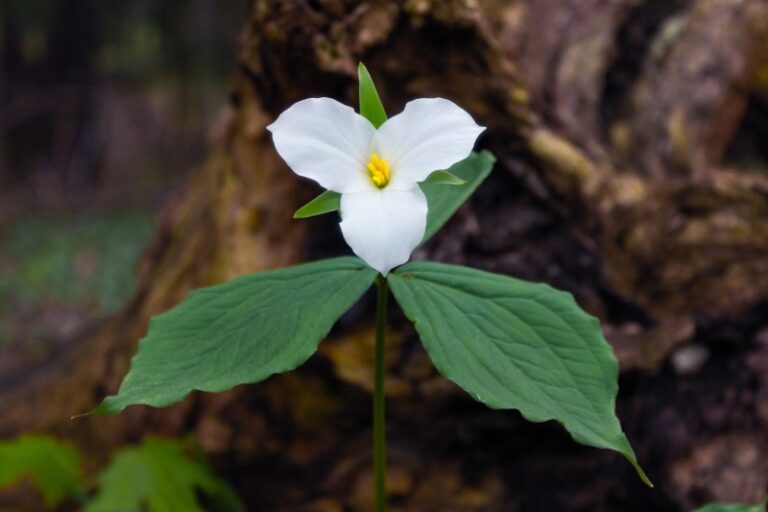 How to Grow and Care for Trillium Flower | Florgeous