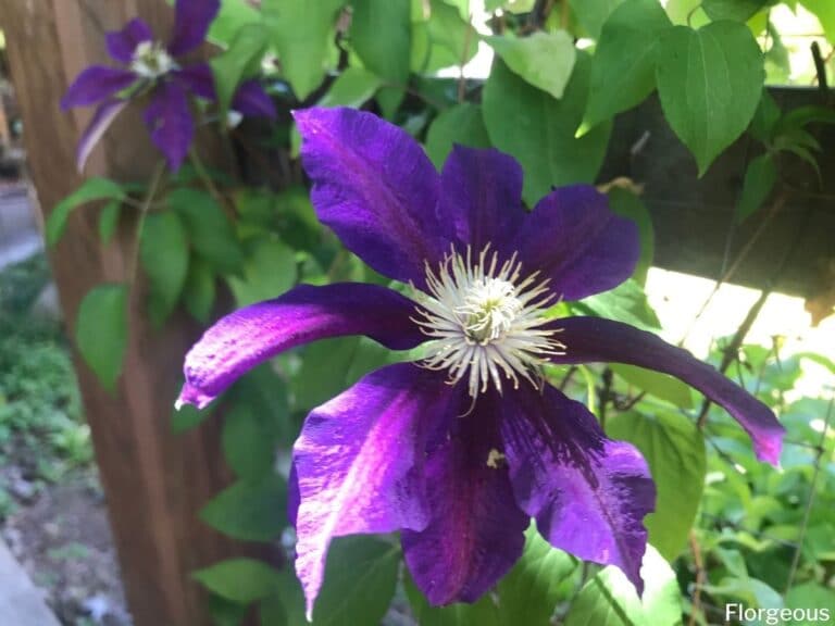 Top 23 Types of Clematis Vines You Can Grow | Florgeous