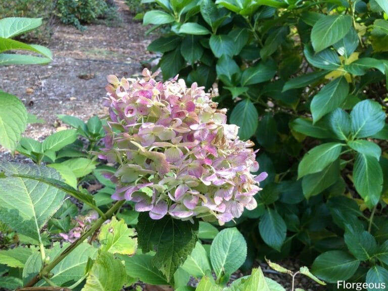 How To Deadhead Hydrangeas Florgeous how-to-deadhead-hydrangeas-florgeous