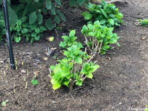 8 Serious Hydrangea Problems and Diseases To Look Out For | Florgeous