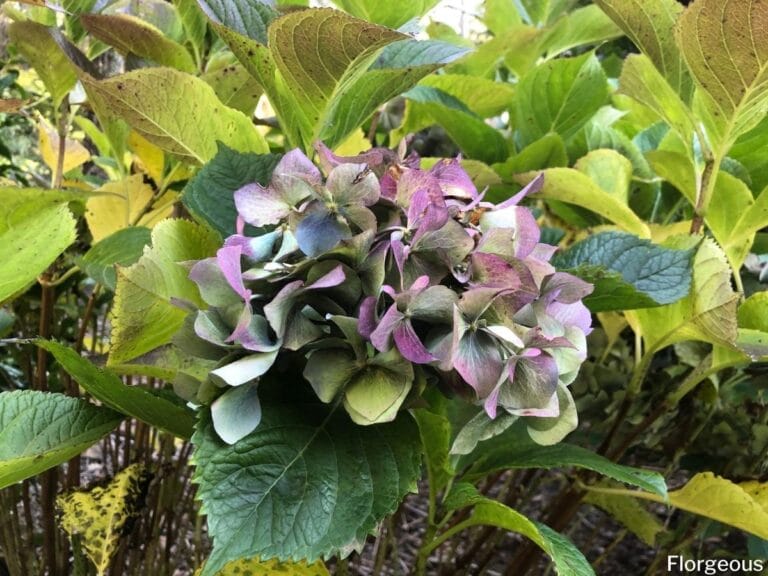 6 Most Common Problems with Hydrangea Leaves | Florgeous