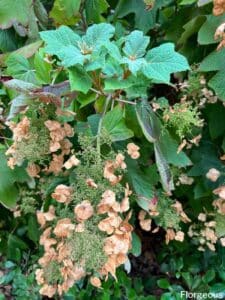 Growing Hydrangeas from Seeds: 5 Easy Steps You Must Know | Florgeous