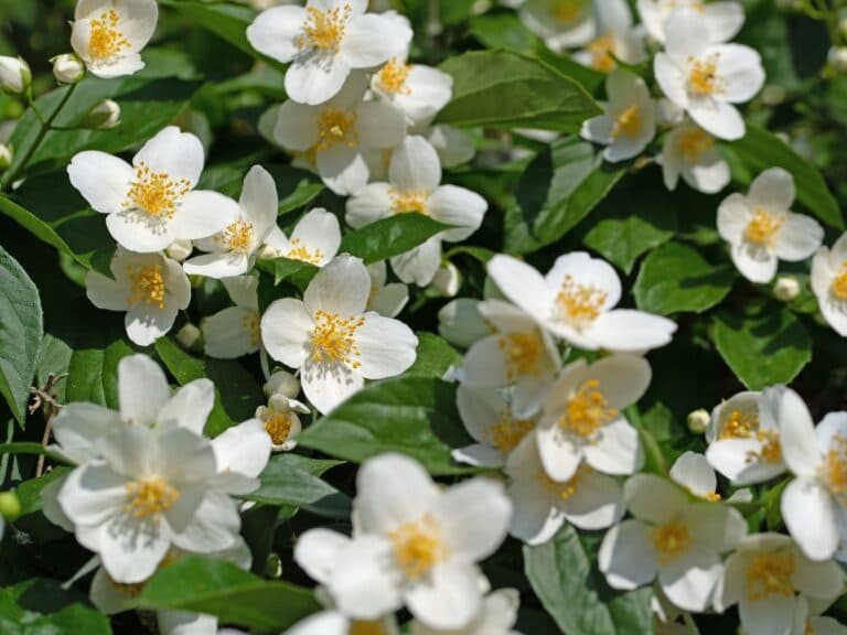 How To Grow and Care for Mock Orange Bush (Philadelphus coronarius ...