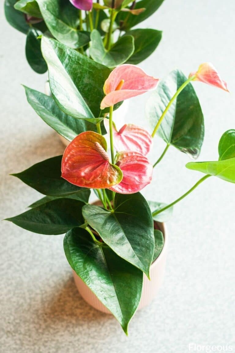 17 Best Flowers That Mean Rebirth You Should Know | Florgeous