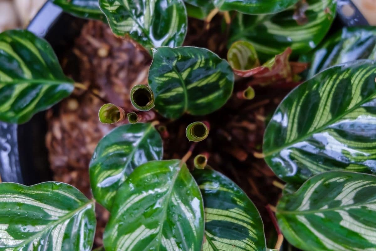 16 Calathea Types and Varieties for Your Collection (Rare and Cool ...