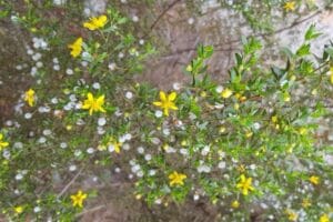 How To Grow and Care for Creosote Bush (Larrea tridentata) | Florgeous