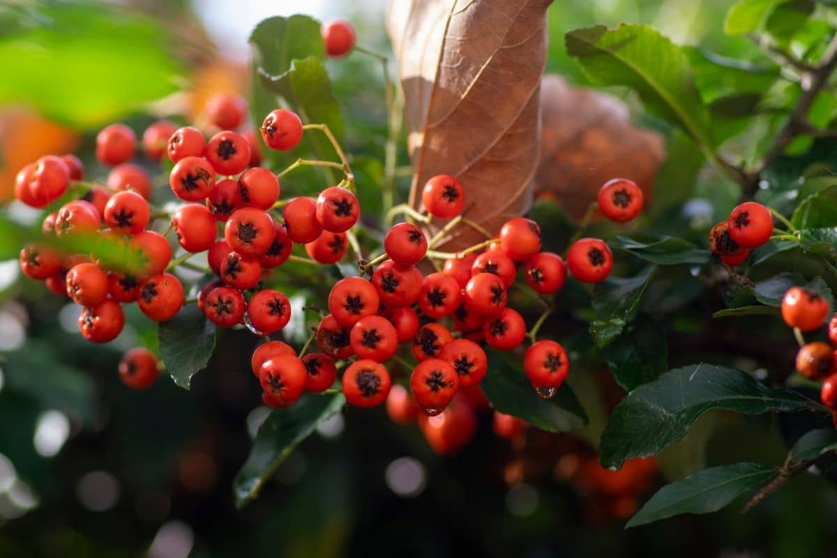 How To Grow and Care For The Firethorn Bush (Pyracantha coccinea ...