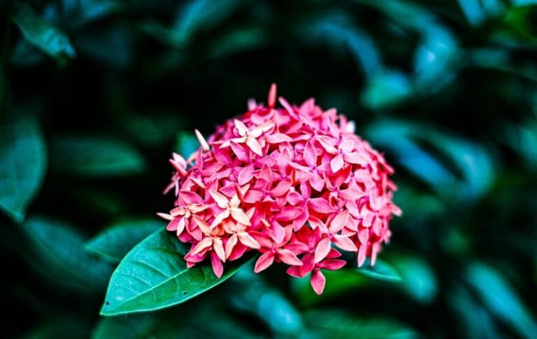 How To Grow and Care for Ixora (Ixora coccinea) | Florgeous