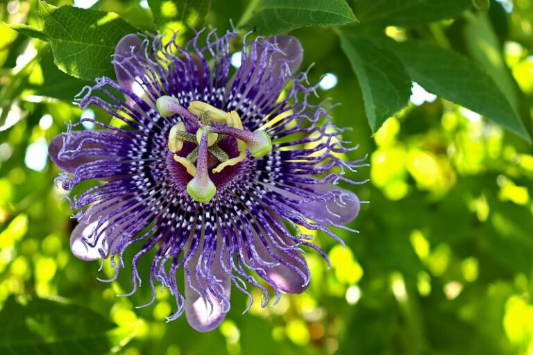How to Grow and Care for Maypop (Passiflora incarnata) | Florgeous