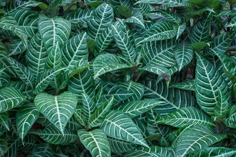 Top 9 Types of Zebra Plant (Aphelandra squarrosa) | Florgeous