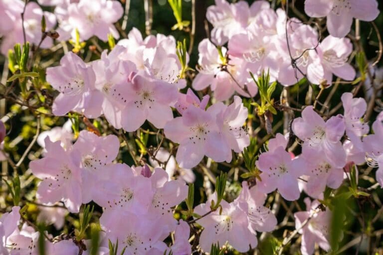 Azalea Bush Care: How to Grow and Maintain These Shrubs | Florgeous