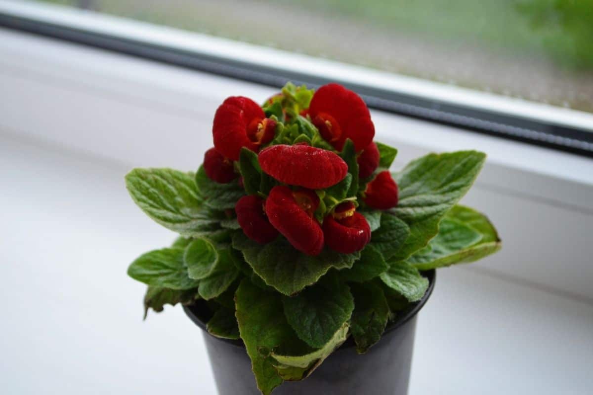 10 Types of Calceolaria to Consider Growing | Florgeous