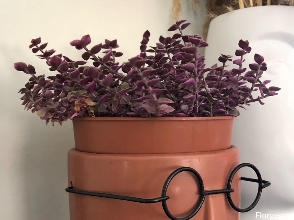 9 Most Beautiful Types of Callisia You Can Grow | Florgeous