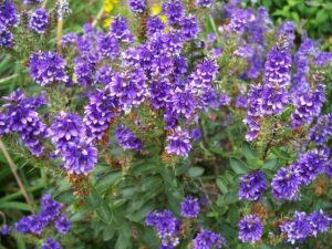 How To Grow and Care for Hebe Plant (Hebe spp.) | Florgeous