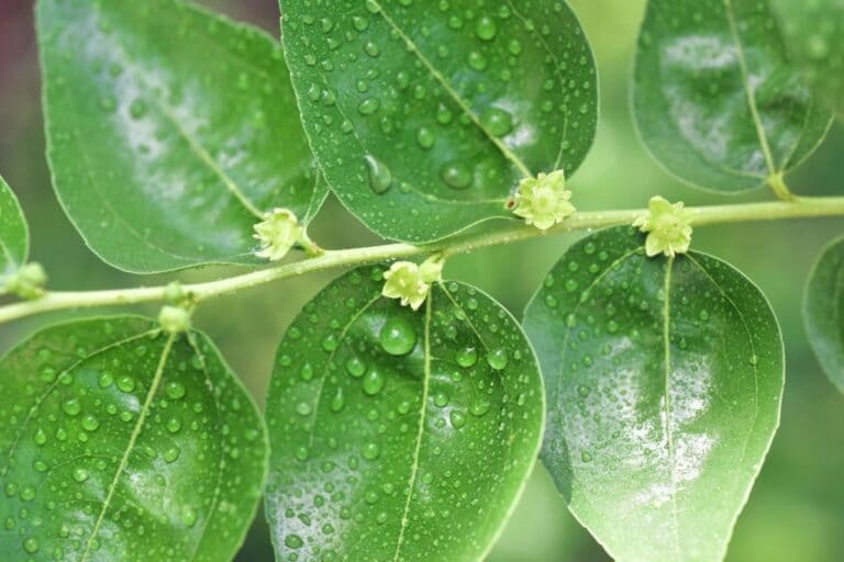 How To Grow and Care for Jojoba Tree (Simmondsia chinensis) | Florgeous