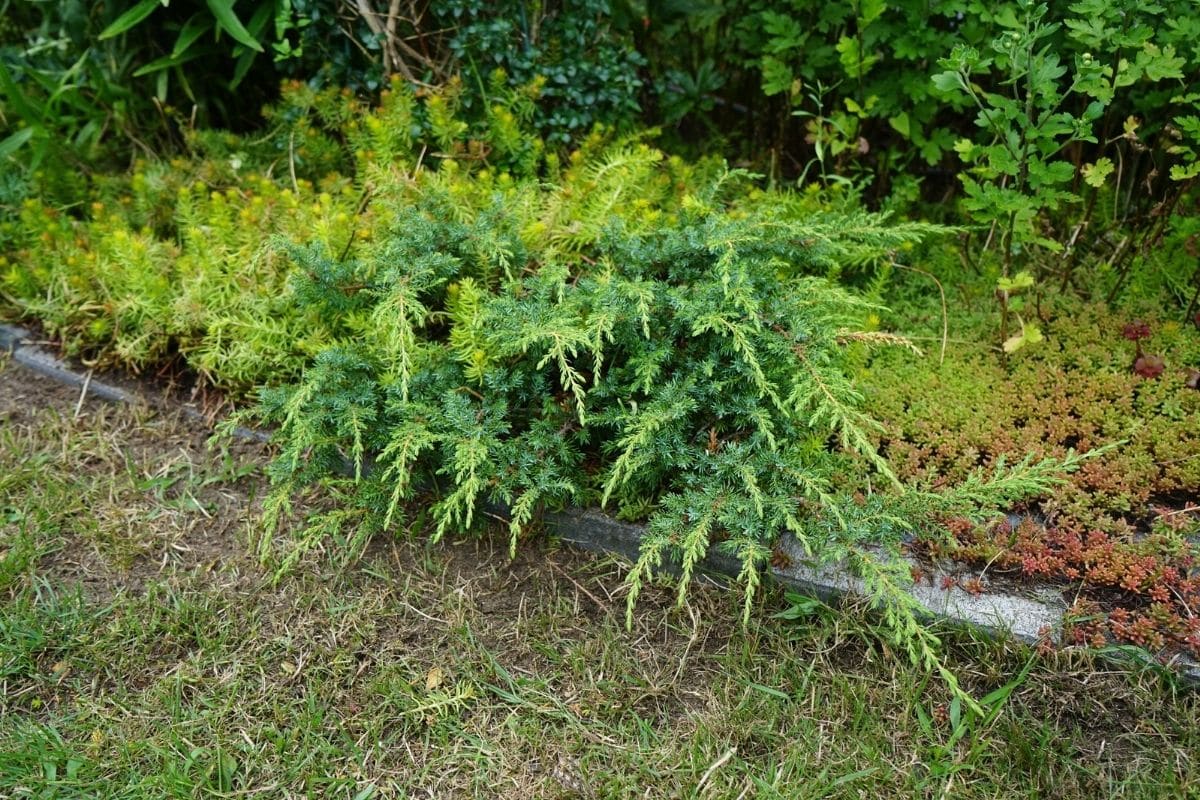 Juniper Bush Care: How to Grow and Maintain This Shrub | Florgeous