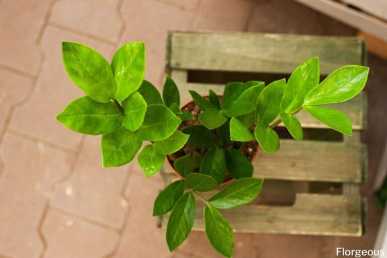 9 Types of ZZ Plants You Can Grow | Florgeous