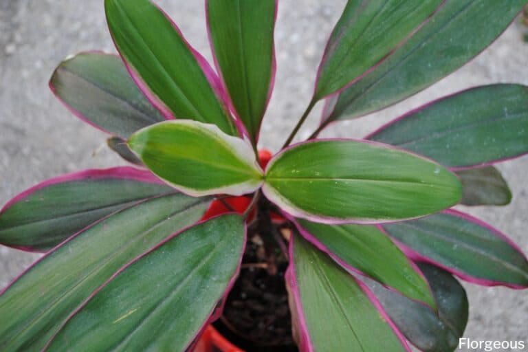 Growing and Caring for the Ti Plant (Cordyline fruticosa) | Florgeous