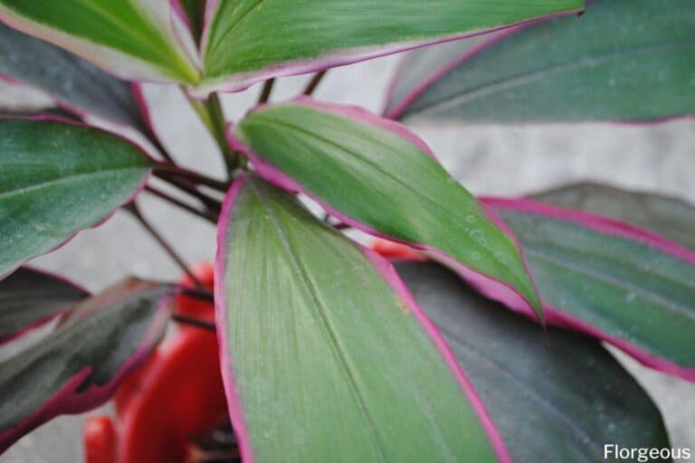 Ti Plant Propagation: 2 Easy Methods to Try | Florgeous