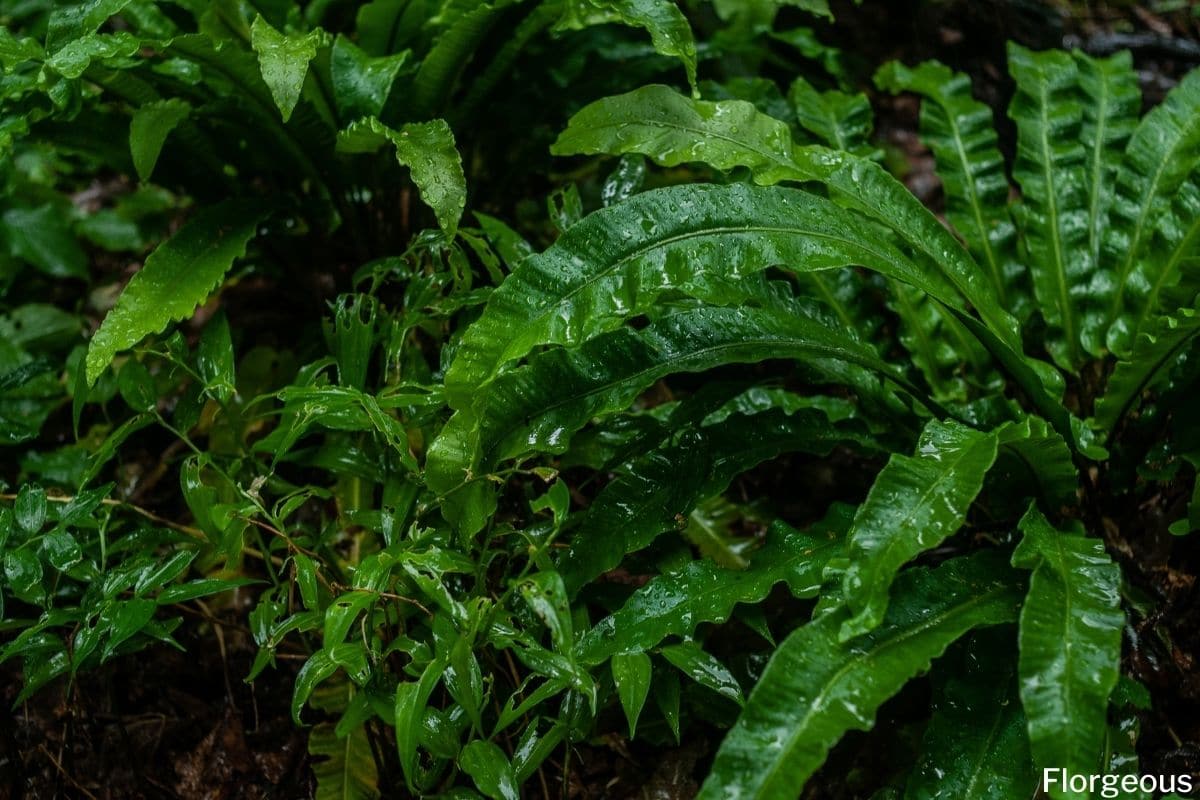 13 Amazing Asplenium Varieties: Gorgeous Bird's Nest Ferns | Florgeous
