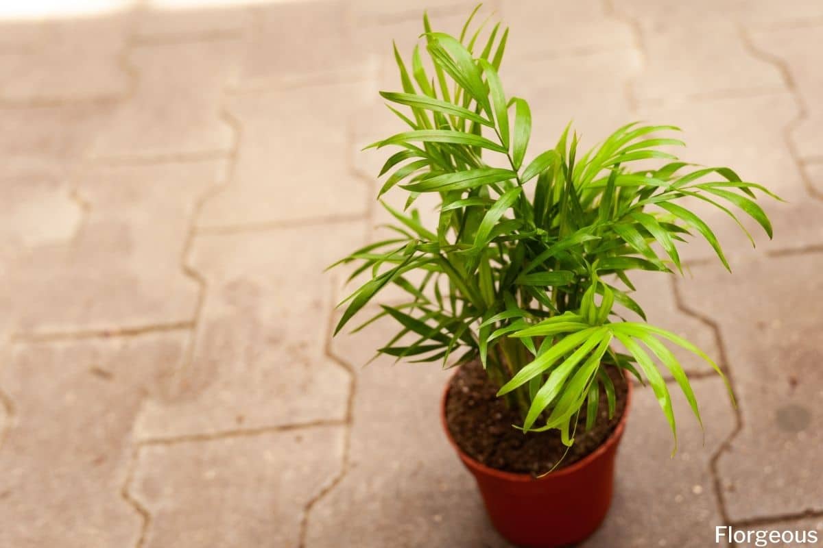 12 Fascinating Types of Chamaedorea Palm | Florgeous