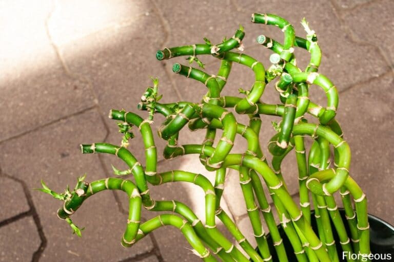 Unhealthy Lucky Bamboo: Common Diseases and Root/Leaf Problems | Florgeous
