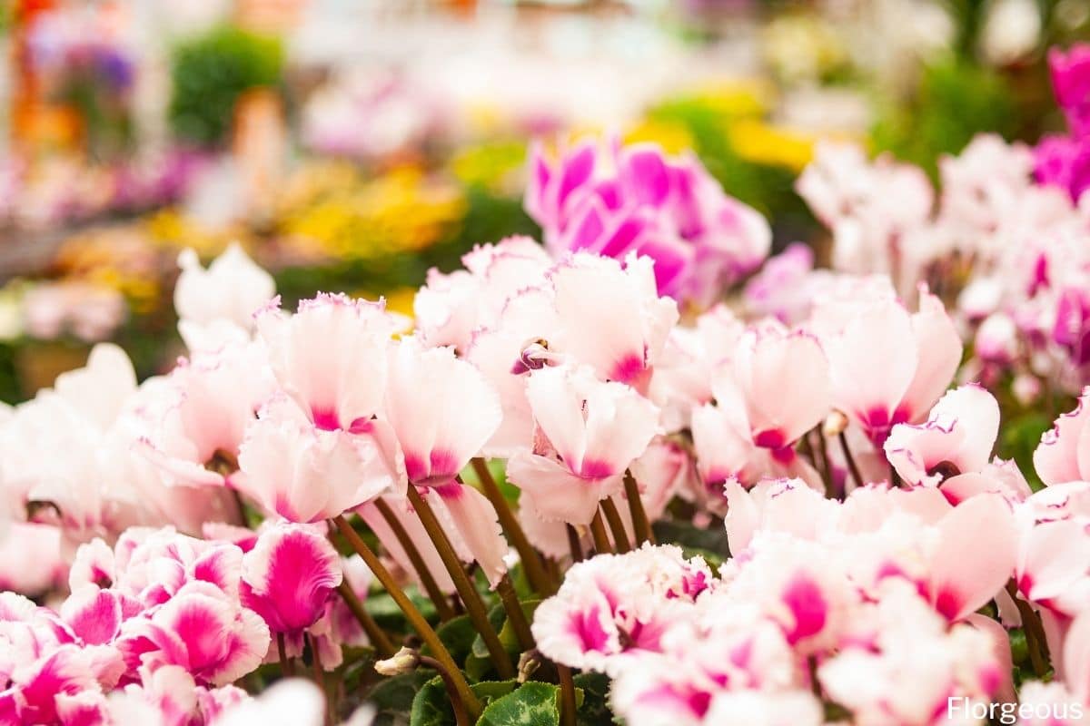 10 Varieties and Types of Cyclamen Plants for a Gorgeous Display ...