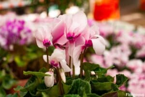 Cyclamen Flower Meaning and Symbolism of Each Color | Florgeous